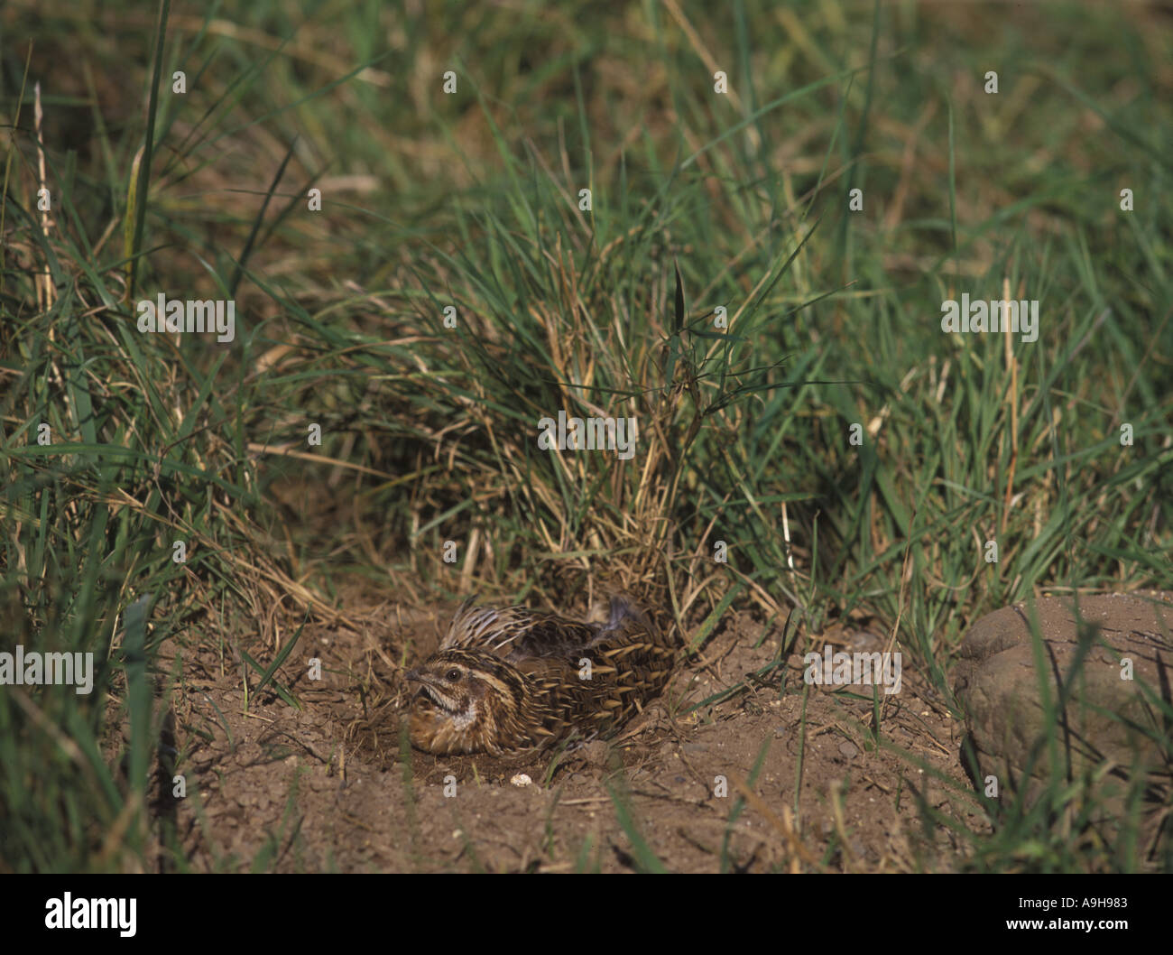 Common Quail C coturnix Having a dustbath Stock Photo - Alamy