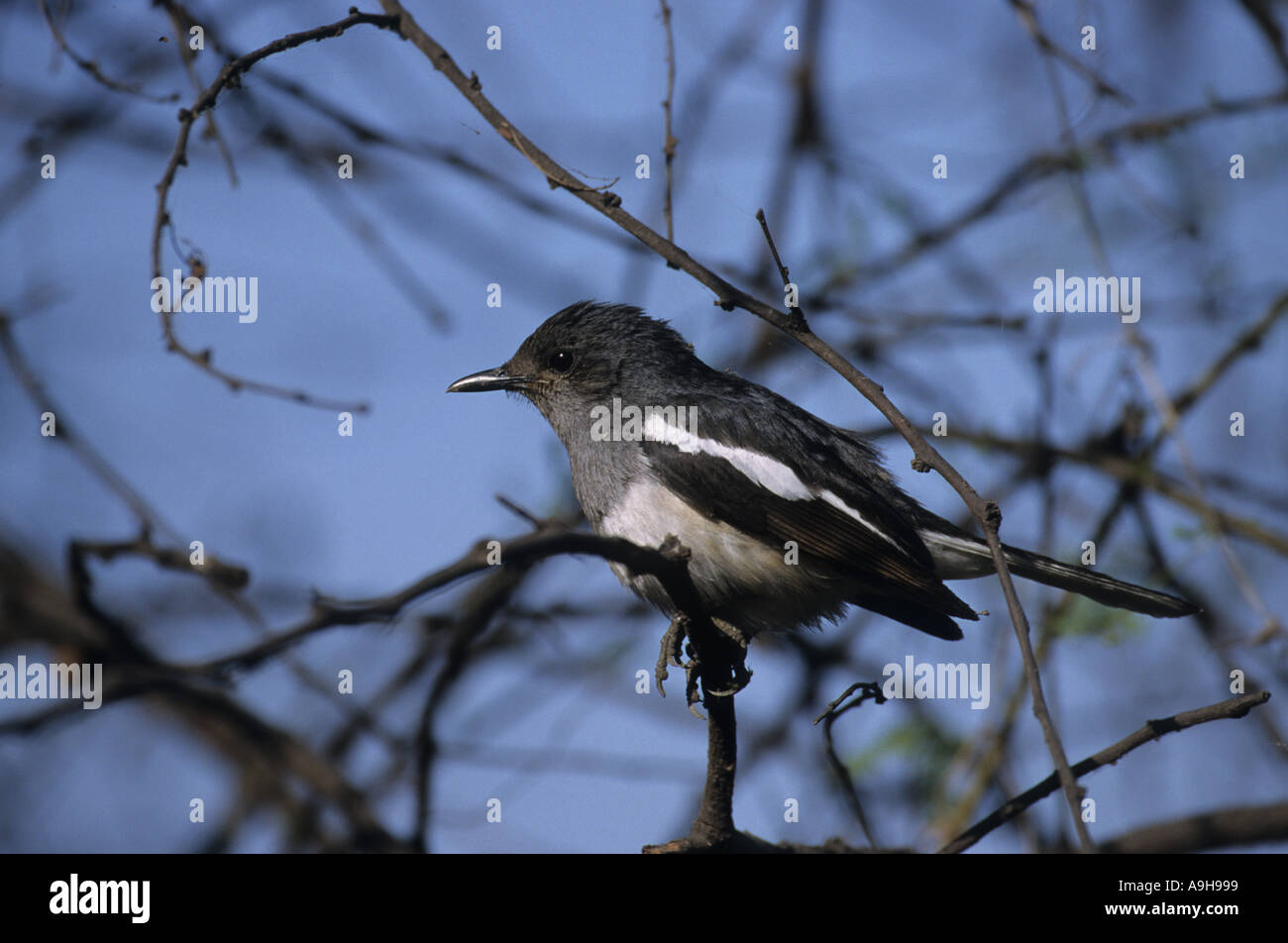 Copsychus Saularis Male India High Resolution Stock Photography and ...