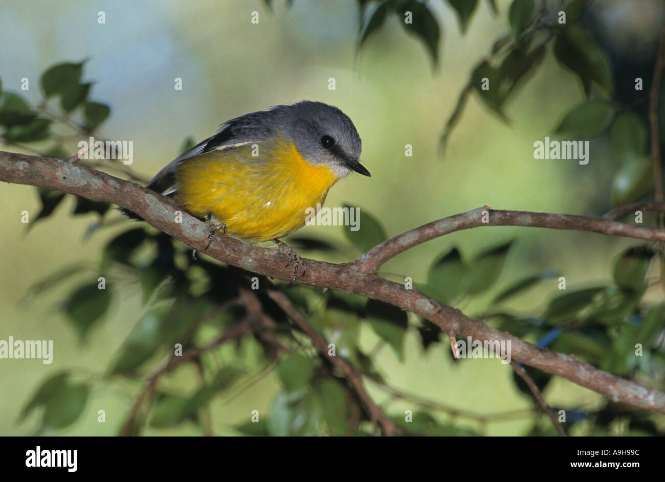 Australian robin hi-res stock photography and images - Alamy