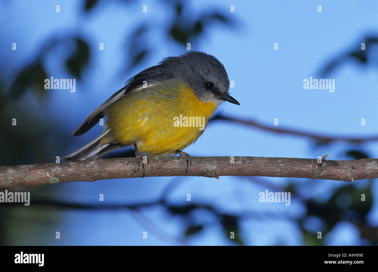 Australian robins hi-res stock photography and images - Alamy