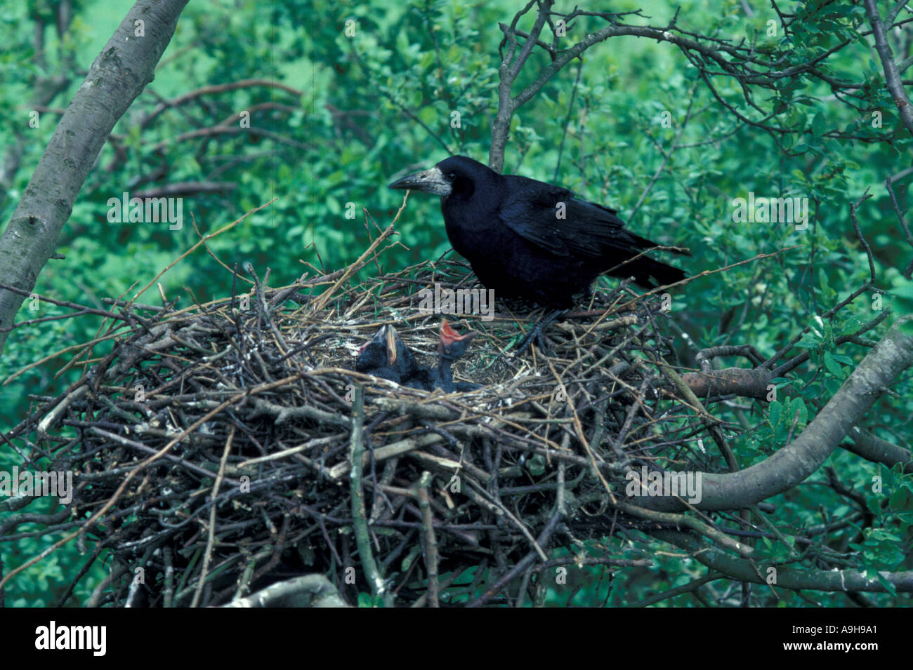 Bulging hi-res stock photography and images - Alamy