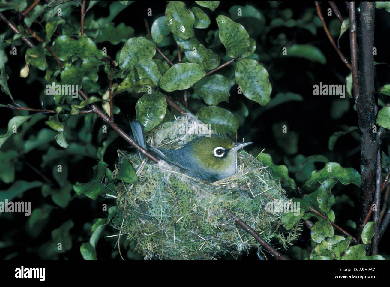 Silvereye Zosterops lateralis close up sitting on nest Stock Photo - Alamy