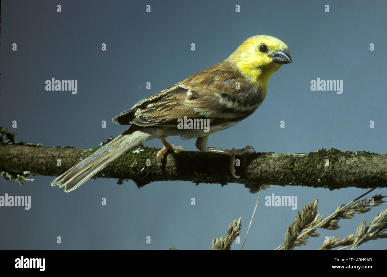 Sudan golden sparrow hi-res stock photography and images - Alamy