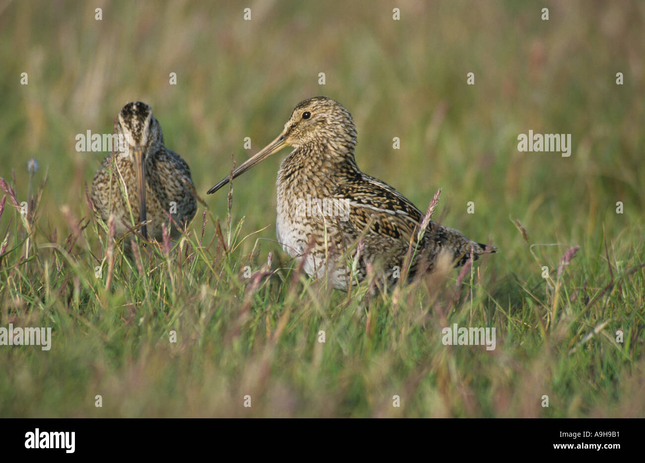 Magellan snipe hi-res stock photography and images - Alamy