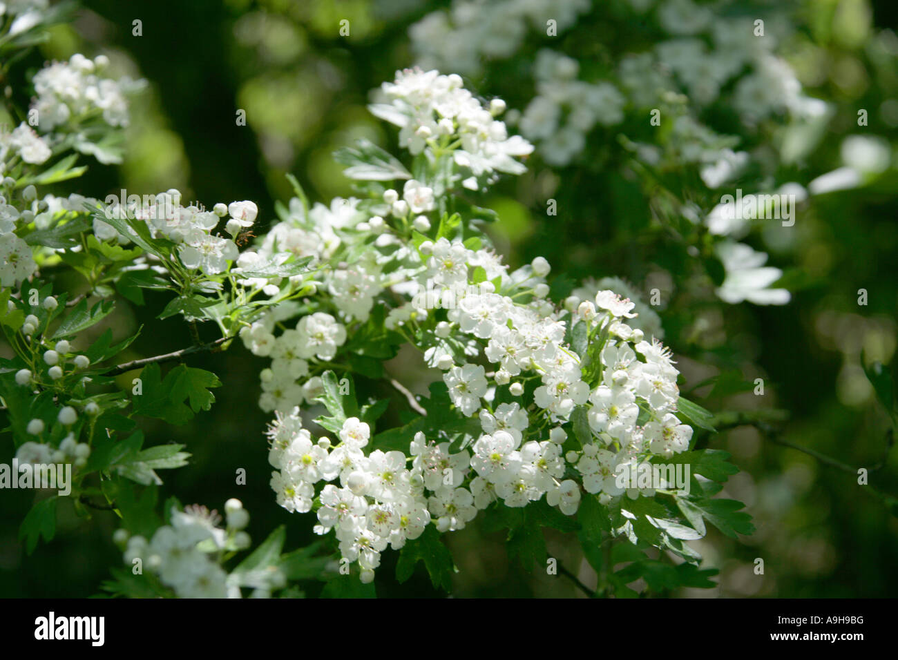 Crataegus monogyna flower hi-res stock photography and images - Alamy