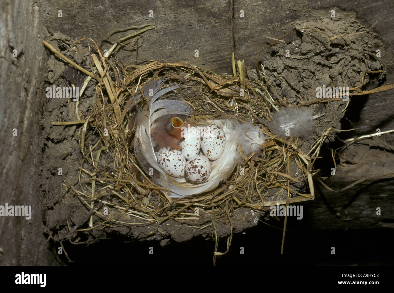 Swallow eggs hi-res stock photography and images - Alamy