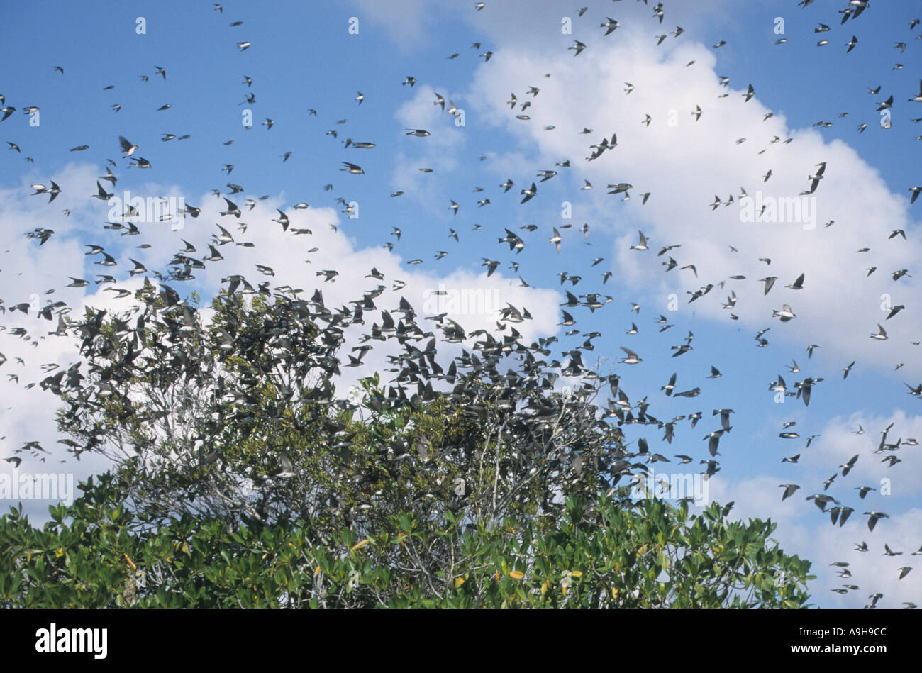 Animals in numbers hi-res stock photography and images - Alamy