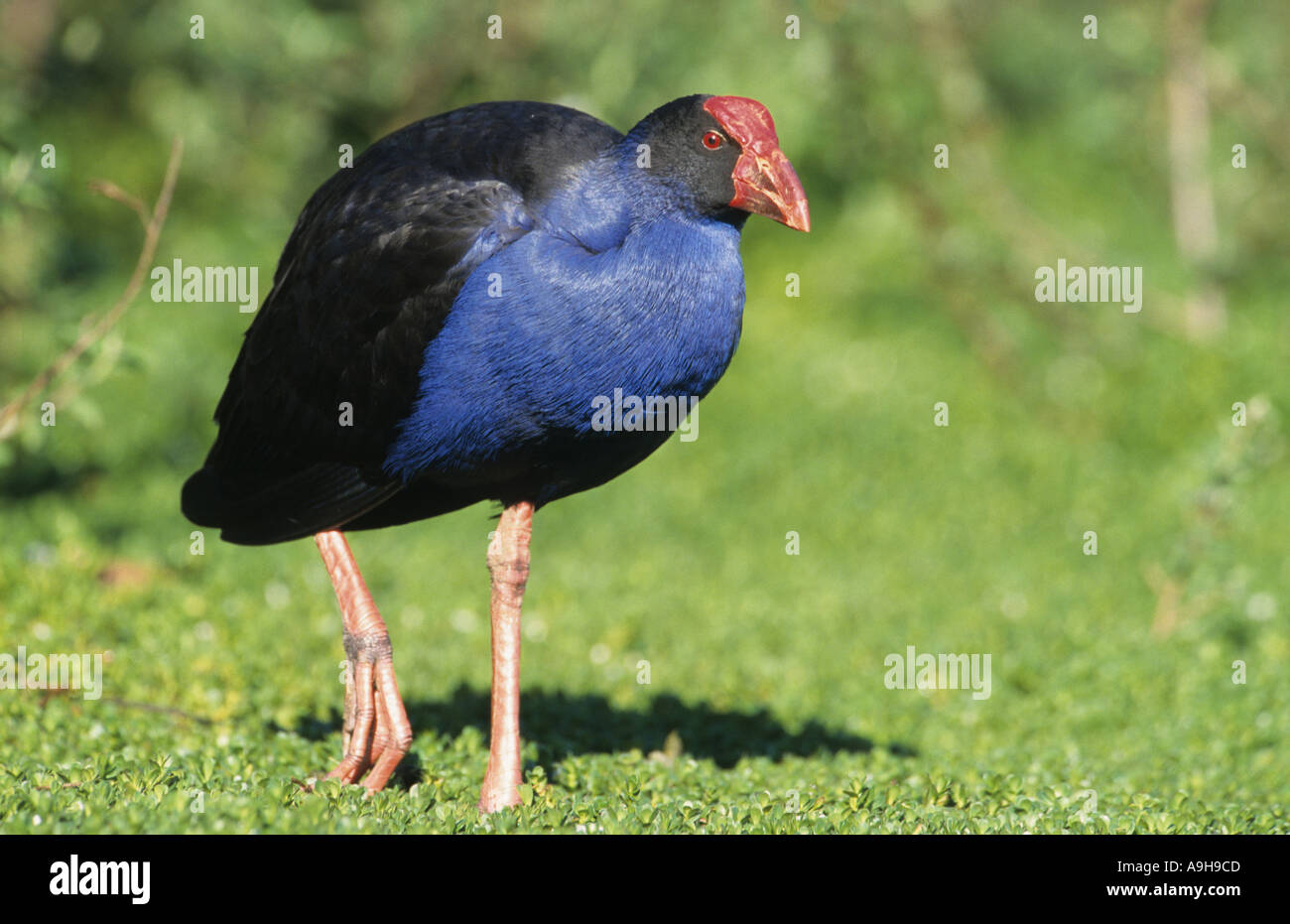 Purple Swamphen Porhyrio porphyrio In swamp Brisbane Queensland ...