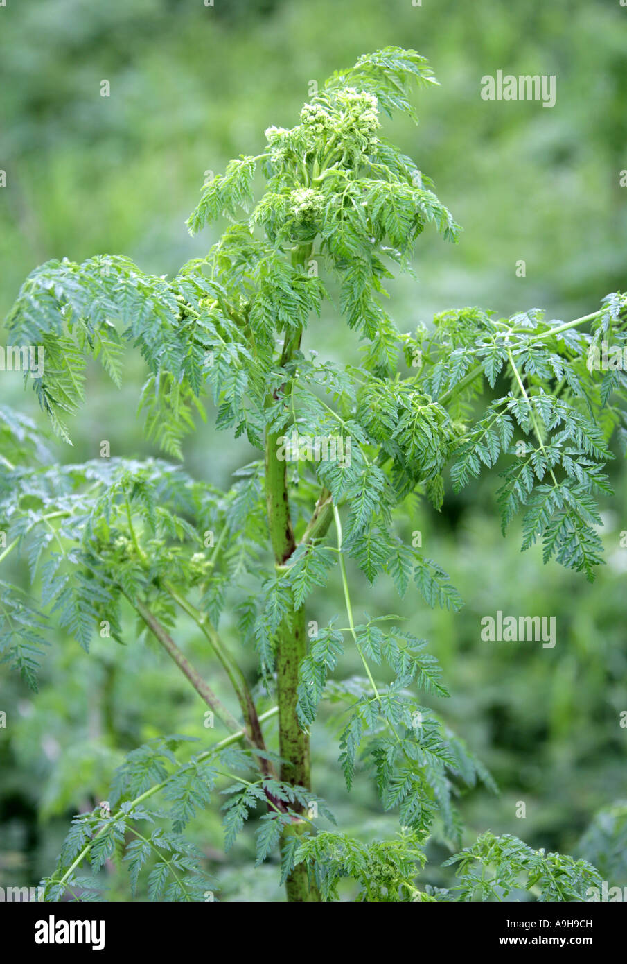 Poison Hemlock, Conium maculatum, Apiaceae Stock Photo - Alamy