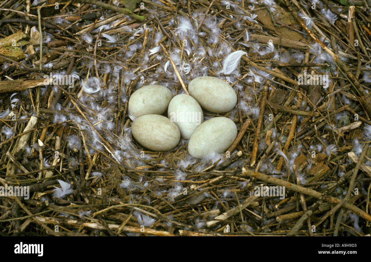 Swan with eggs in nest hi-res stock photography and images - Alamy