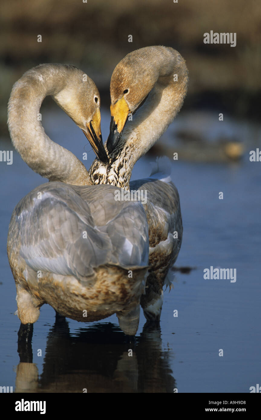 Whooper Swan Cygnus cygnus Two immature birds facing each other Lake ...