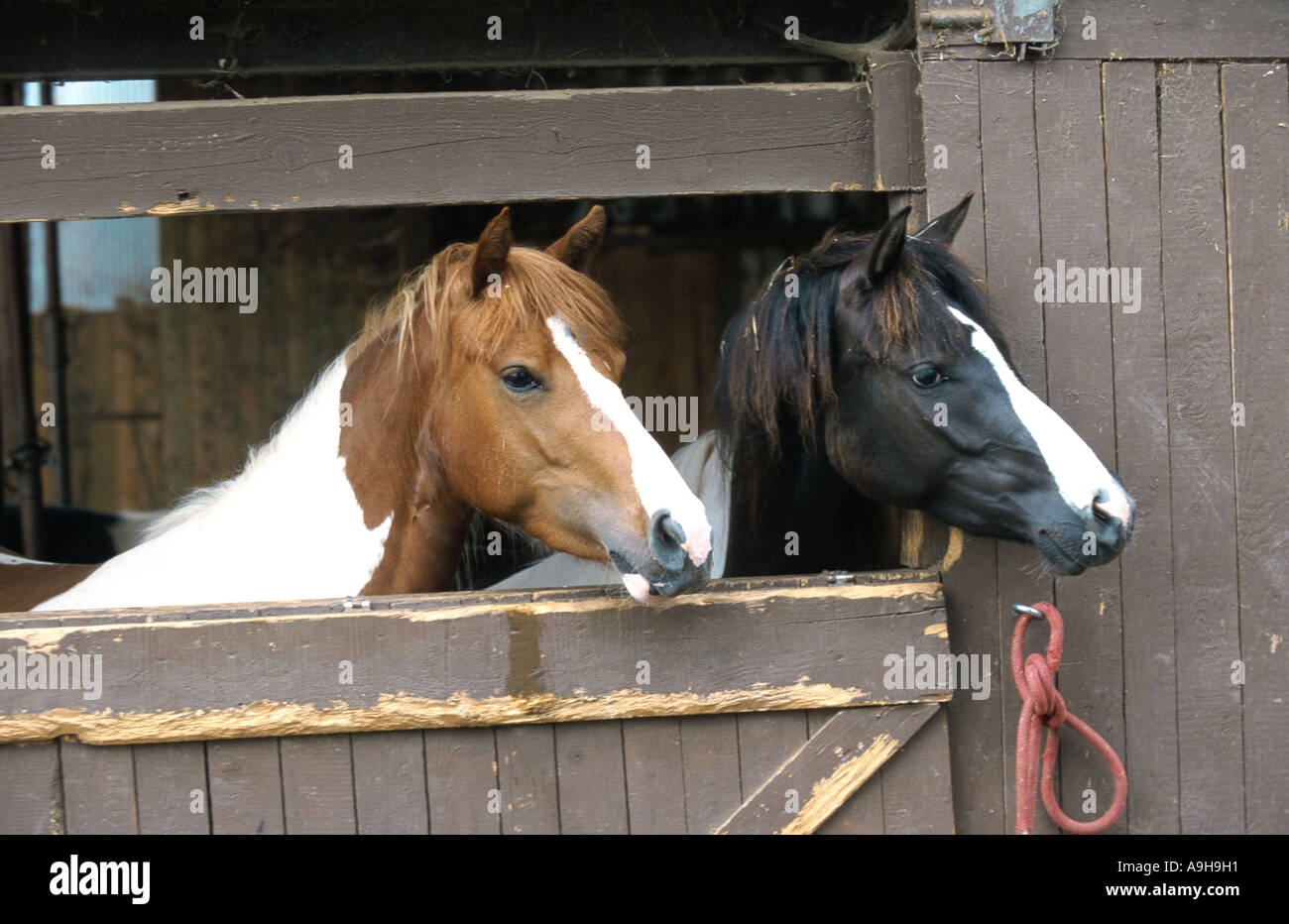 Lewitzer pony hi-res stock photography and images - Alamy