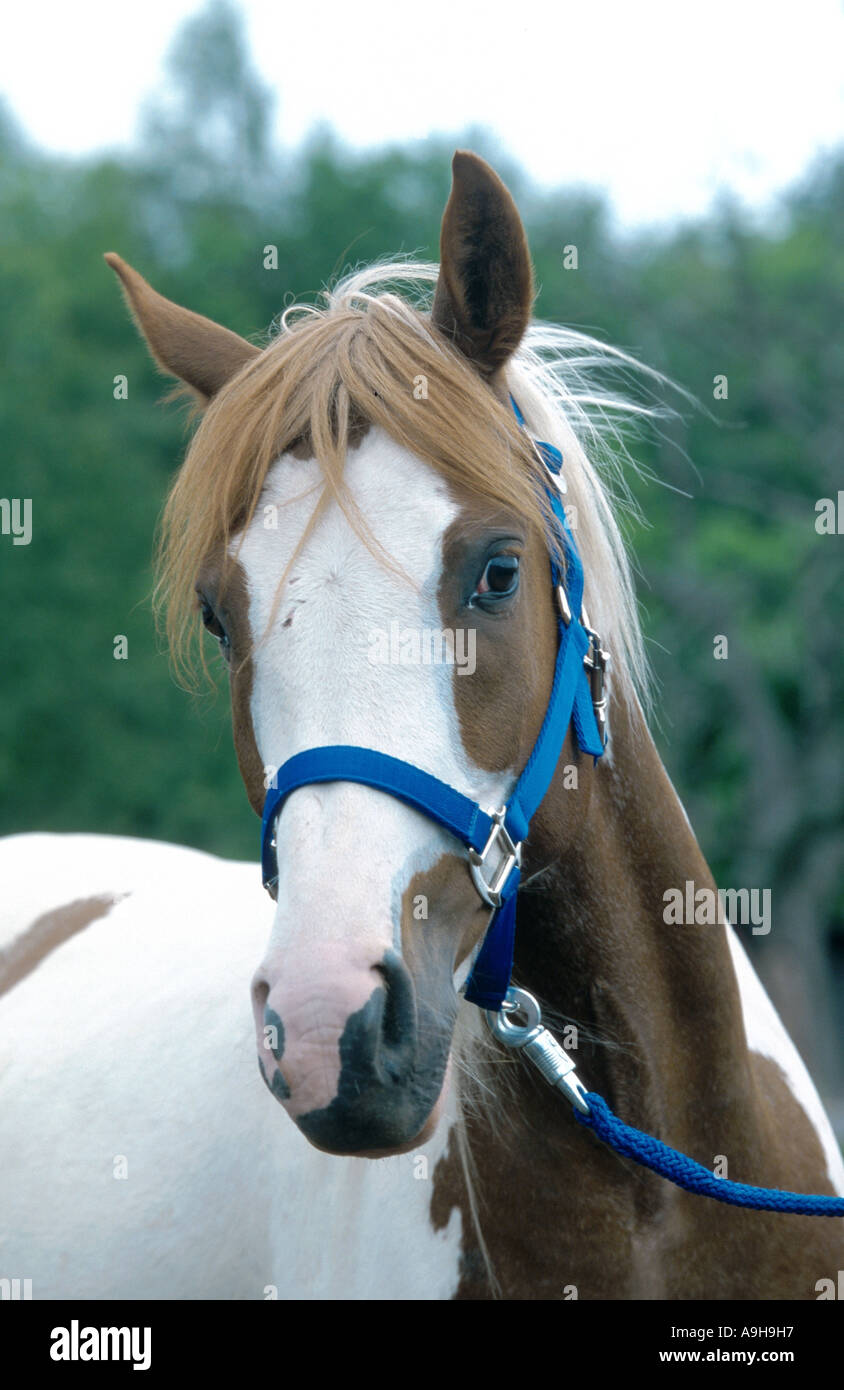 Lewitzer Schecke pony (Equus przewalskii f. caballus), portrait Stock ...