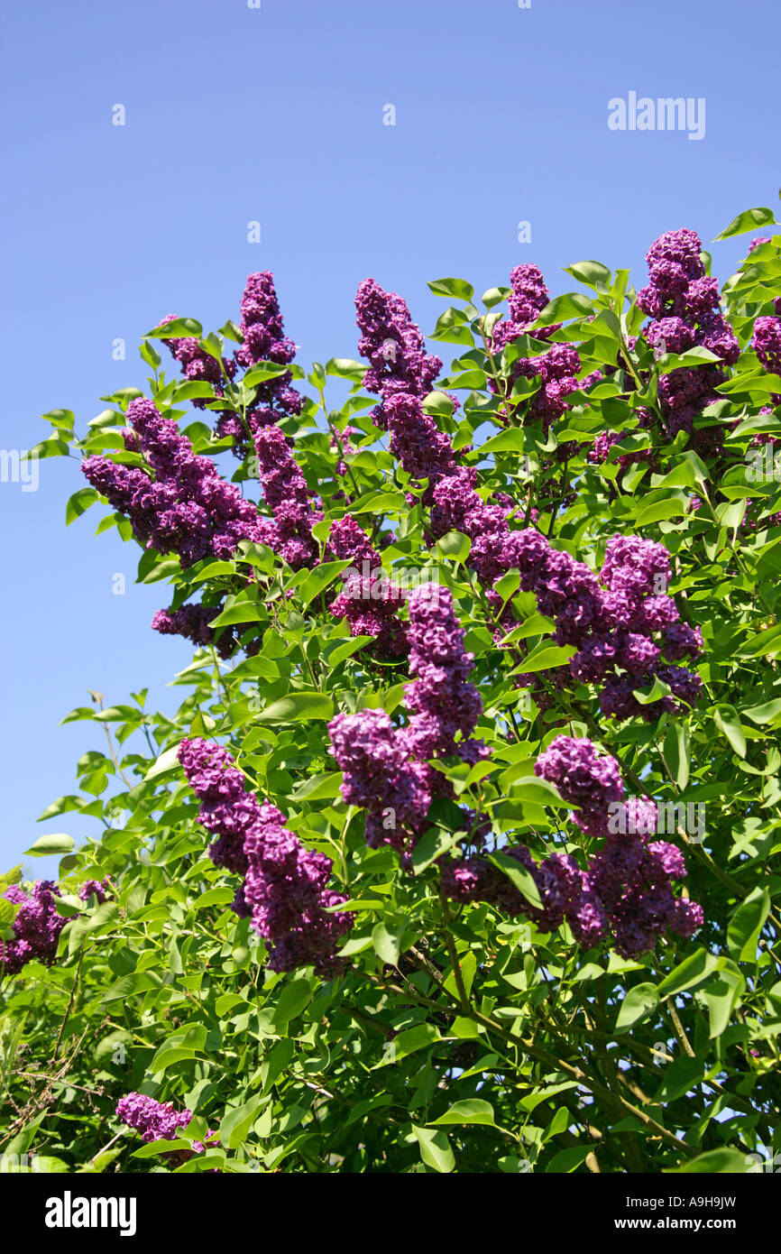 Syringa cultivar hi-res stock photography and images - Alamy