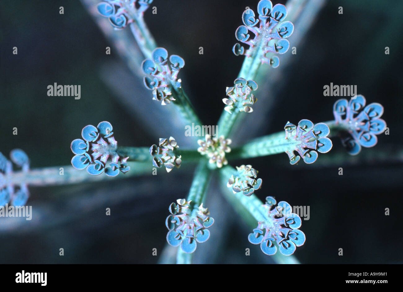 devil's backbone (Kalanchoe daigremontiana), with complet developed ...