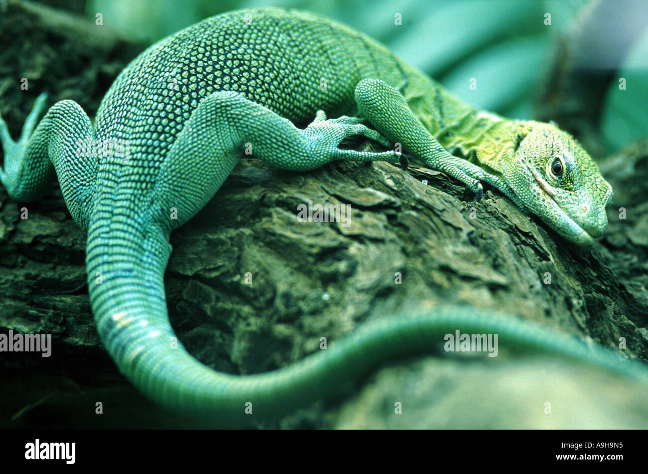 emerald monitor (Varanus prasinus Stock Photo - Alamy