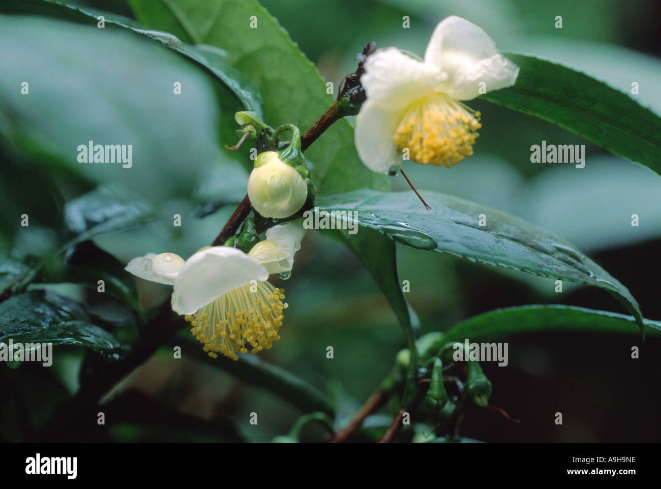 Tea plant camellia sinensis thea sinensis hi-res stock photography and ...