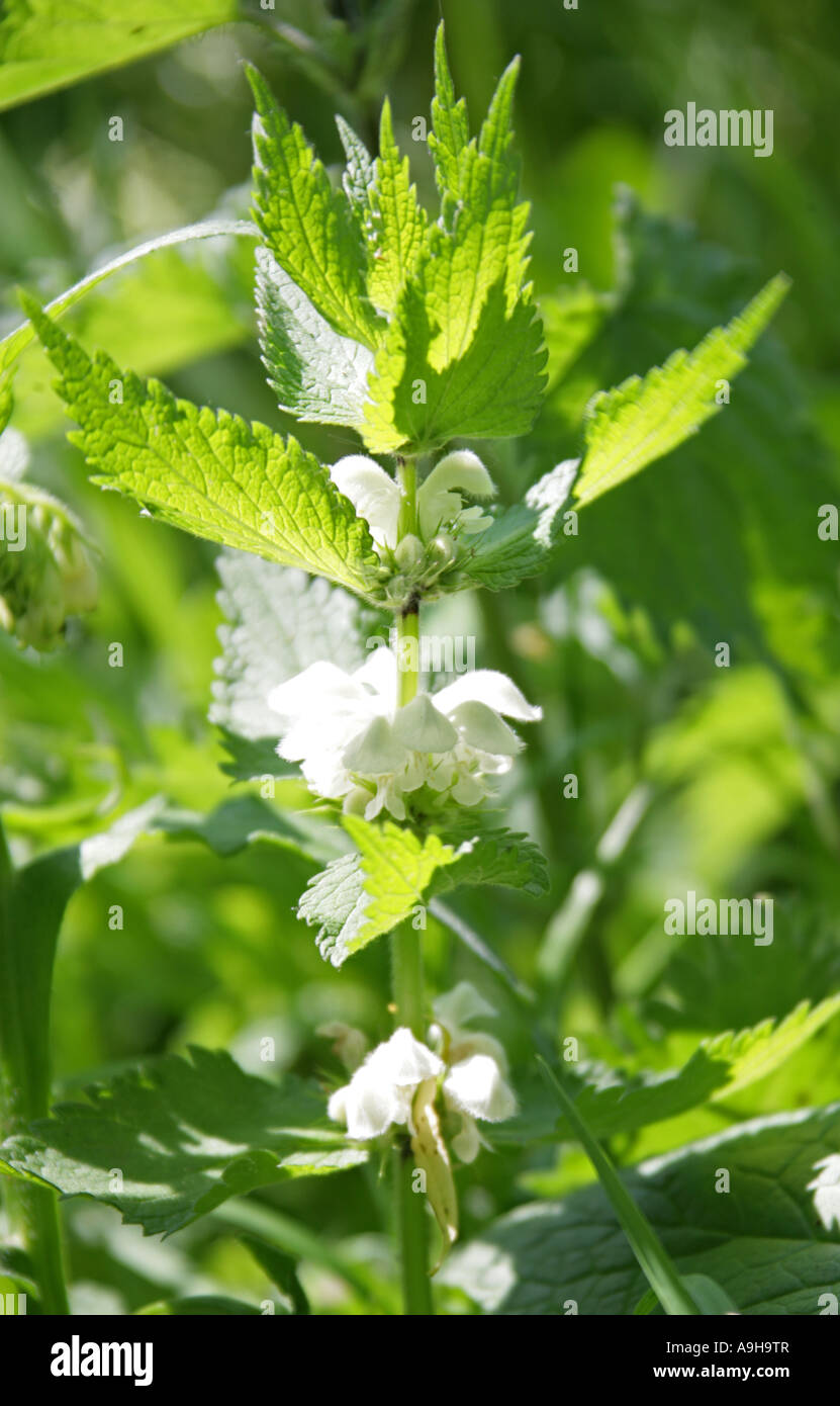 White Dead Nettle, Lamium album, Lamiaceae Stock Photo - Alamy