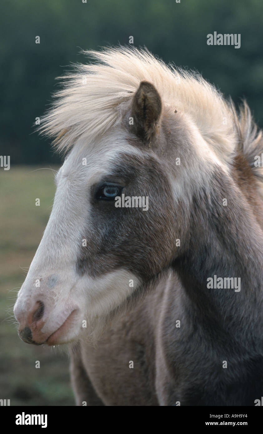 pony (Equus przewalskii f. caballus), portrait Stock Photo - Alamy