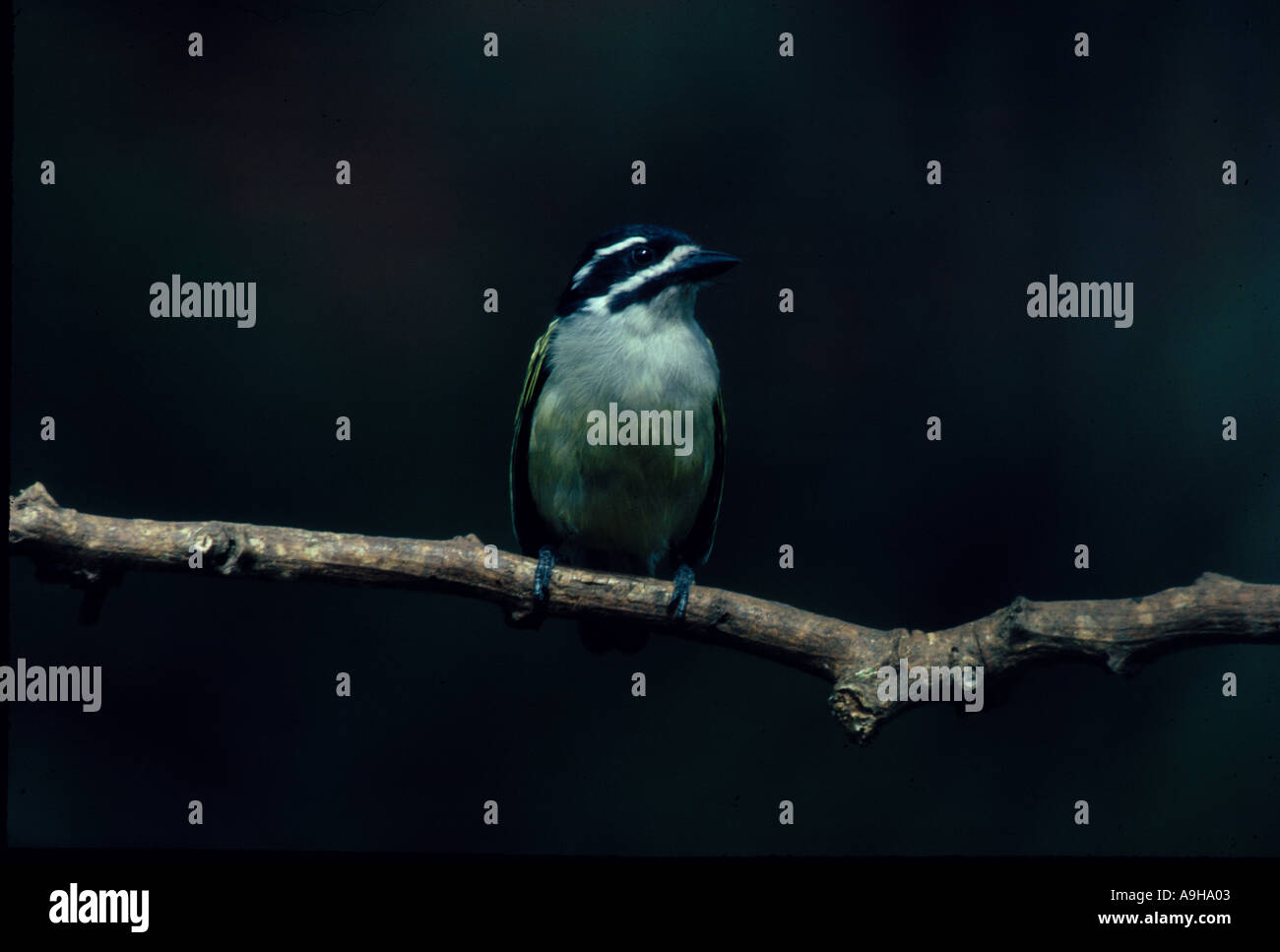 Tinkerbirds hi-res stock photography and images - Alamy
