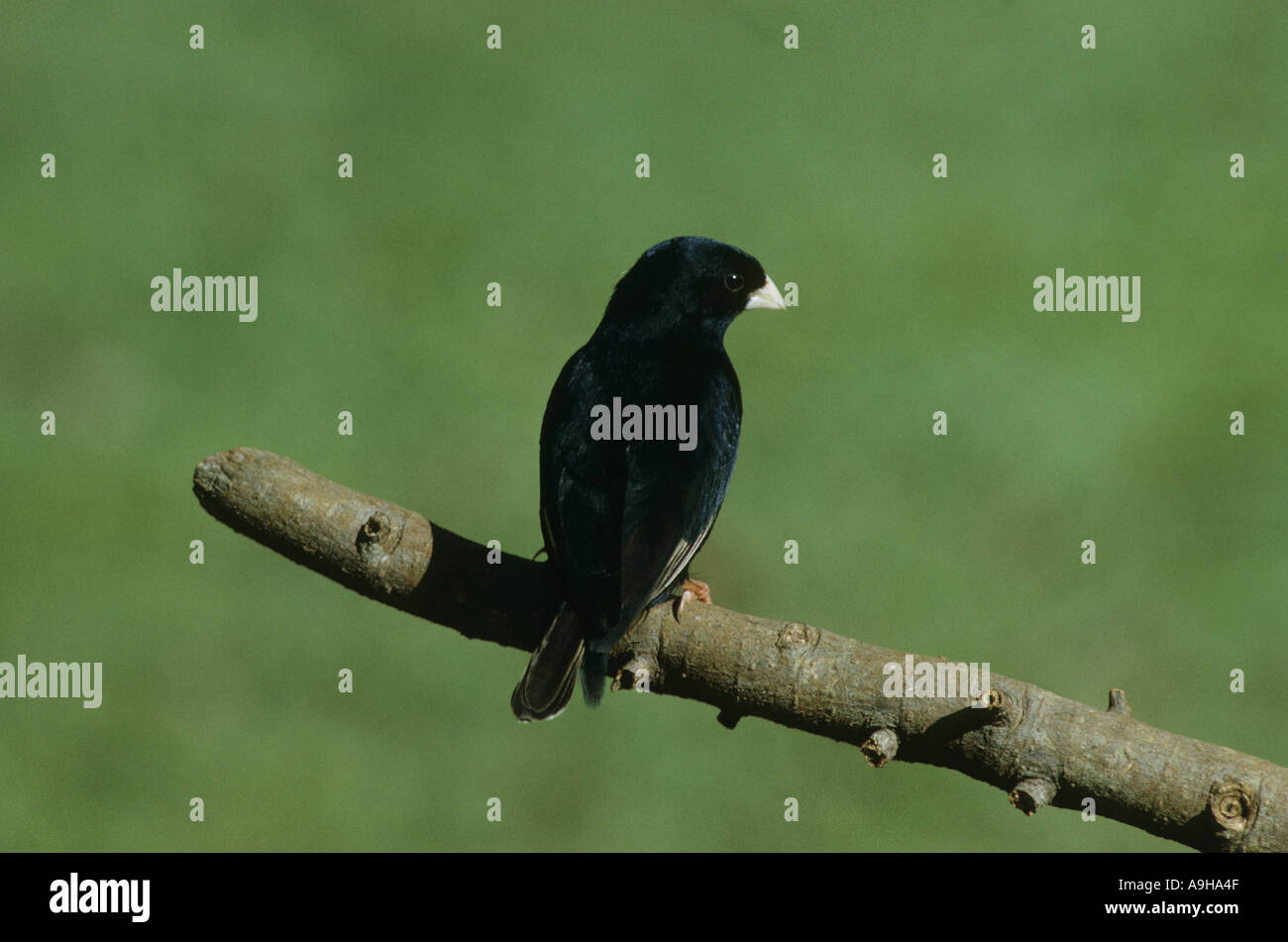 Purple Indigobird Vidua purpurascens Male Speke Road Kenya Stock Photo ...