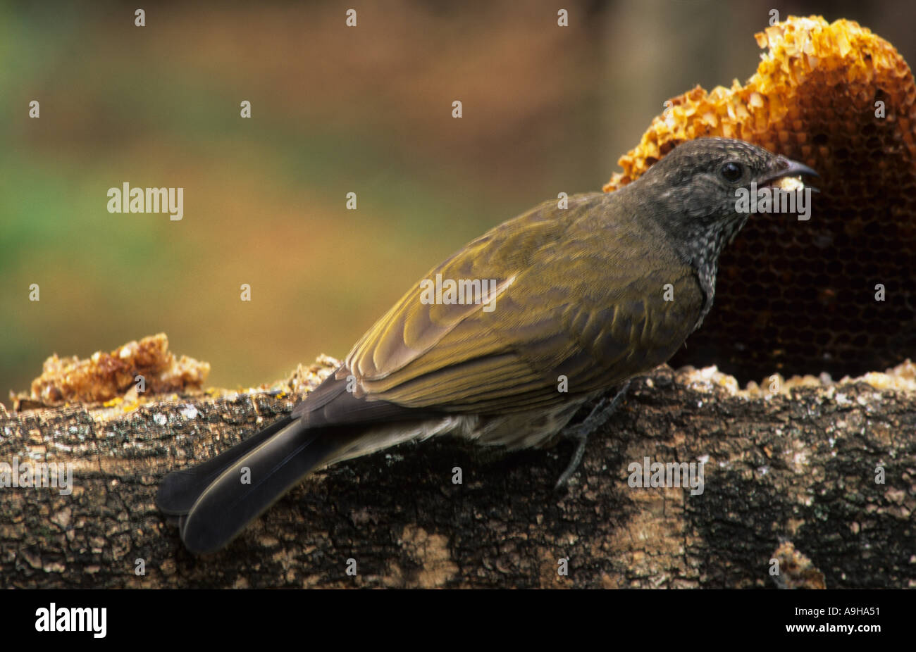 Scaly throated Honeyguide Indicator variegatus Feeding on honey comb ...