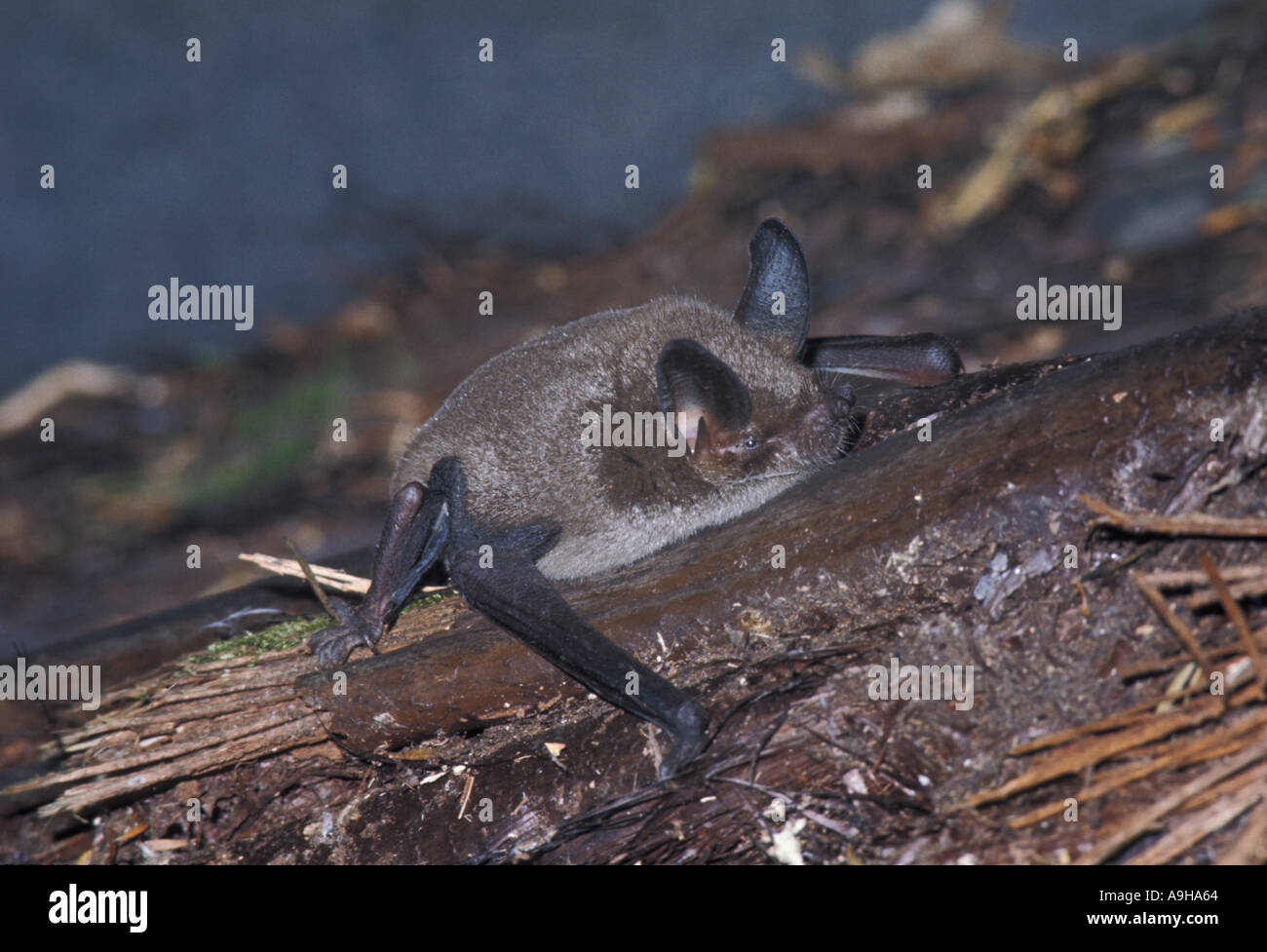 Short tailed bat new zealand hi-res stock photography and images - Alamy