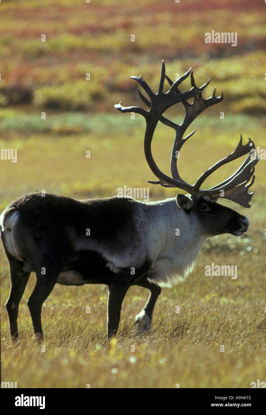 Caribou rangifer tarandus male side hi-res stock photography and images ...