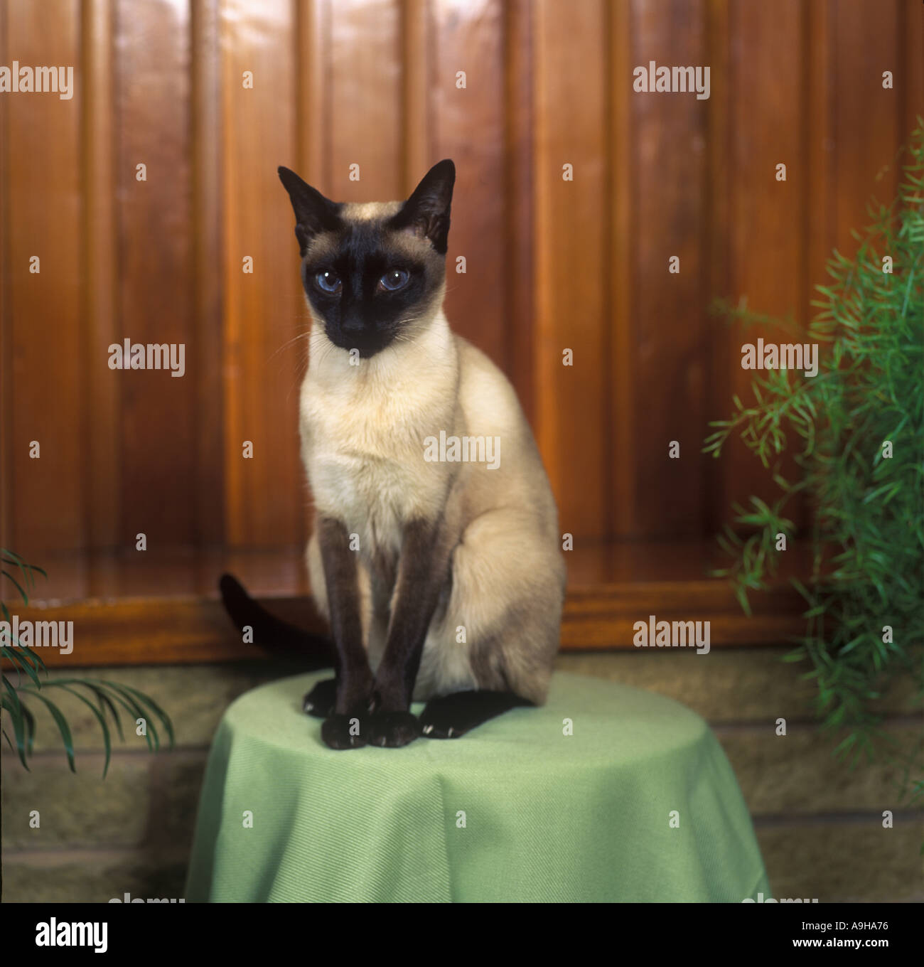 Siamese hi-res stock photography and images - Alamy