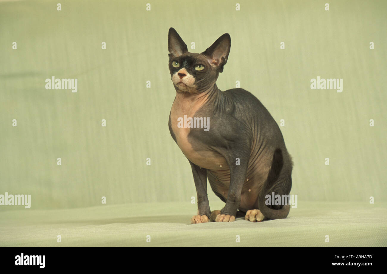 Domestic Cat Sphinx sitting Stock Photo - Alamy