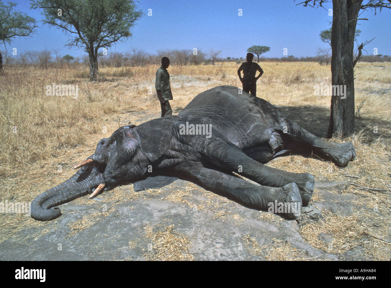 An elephant shot by poachers for tusks in Waza National Park northern ...