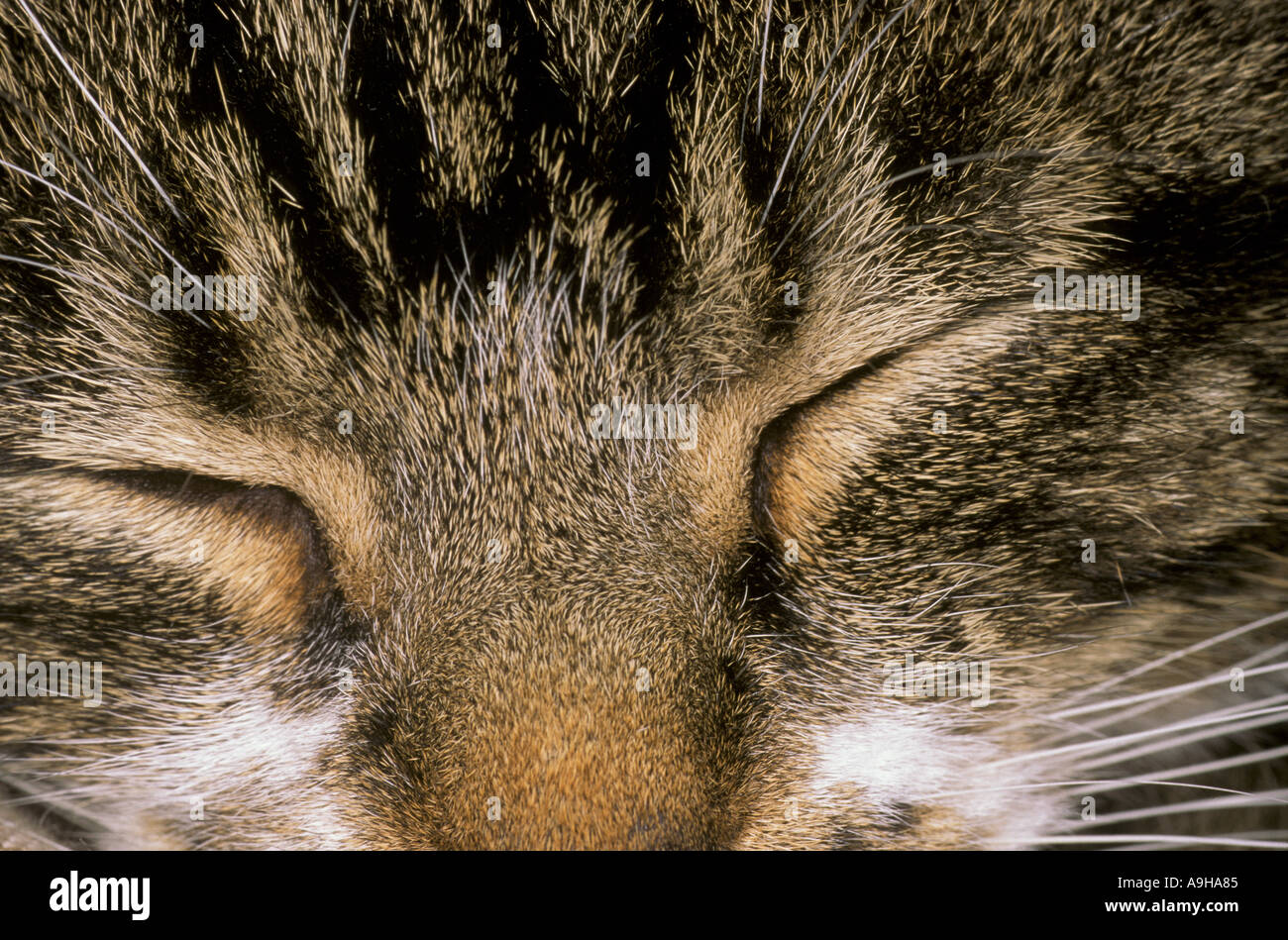 Domestic Cat Close up of Tabby Face Stock Photo - Alamy