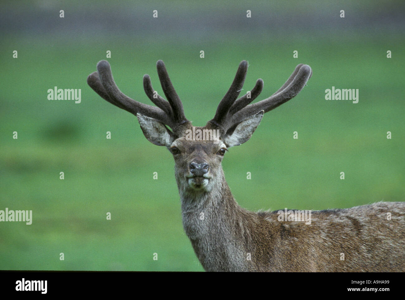Stag with antlers hi-res stock photography and images - Alamy