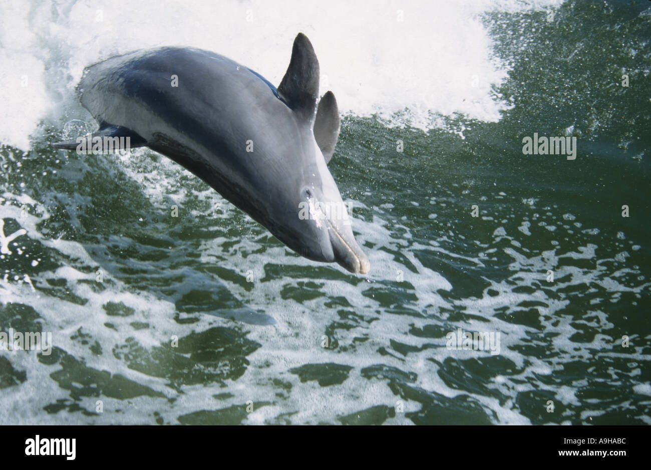 Bottle nosed Dolphin Tursiops truncatus Leaping in wake Thousand Is ...