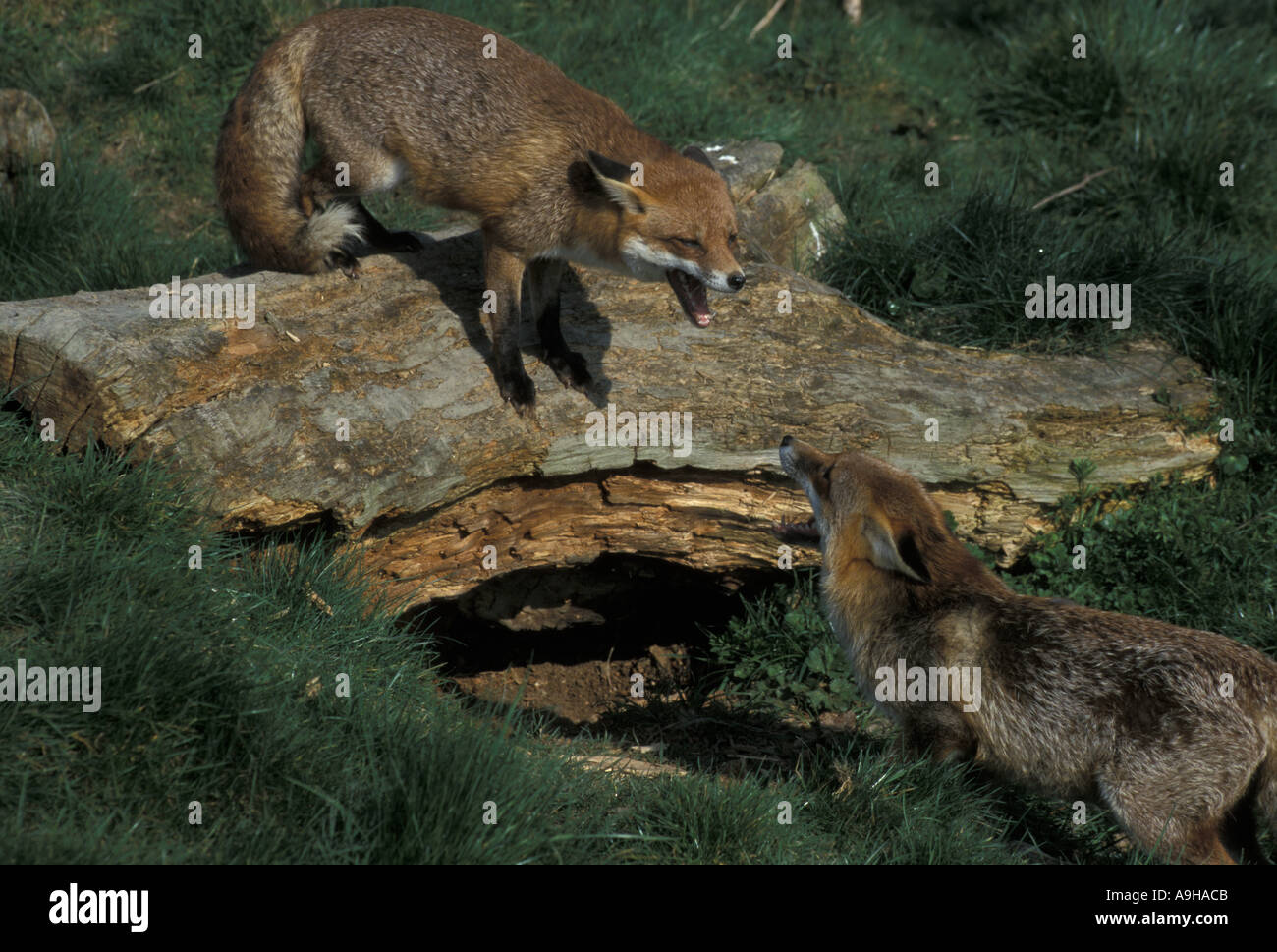 Red Fox Vulpes vulpes Two foxes one on ground other on fallen branch ...