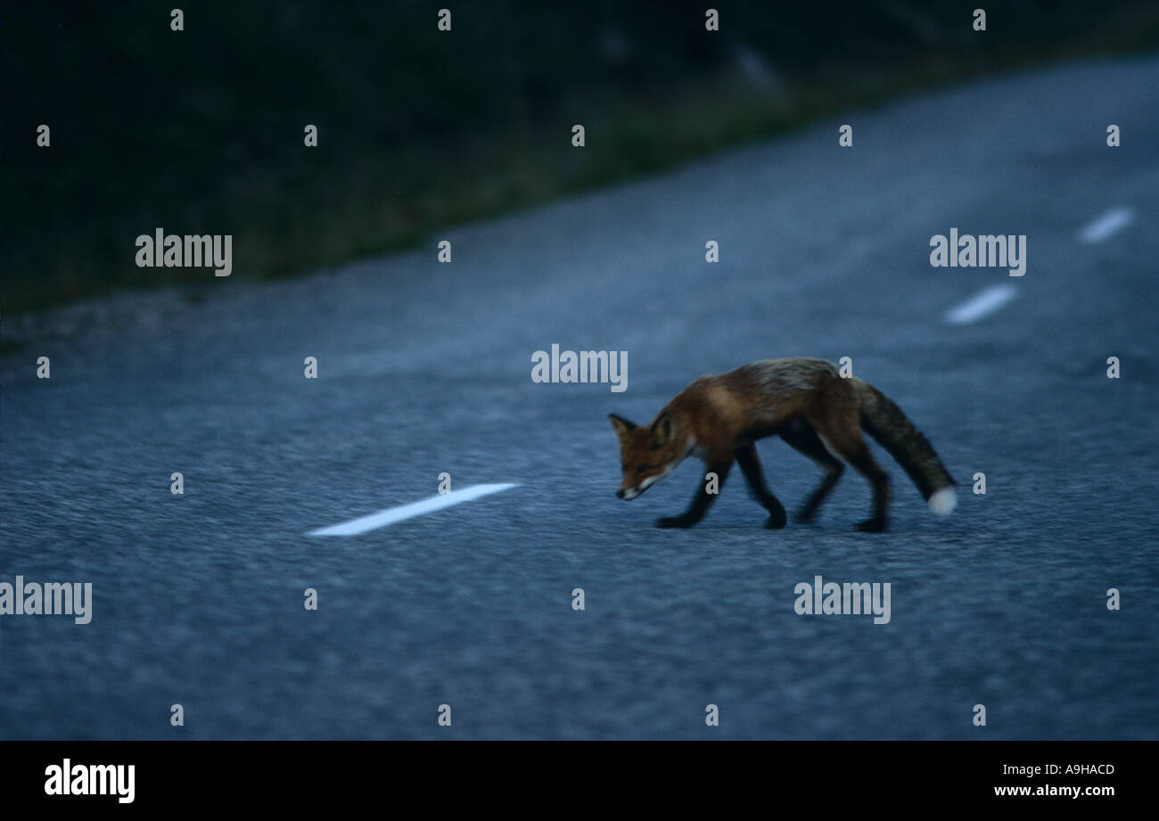 Red Fox Vulpes vulpes Crossing road Finland Stock Photo - Alamy