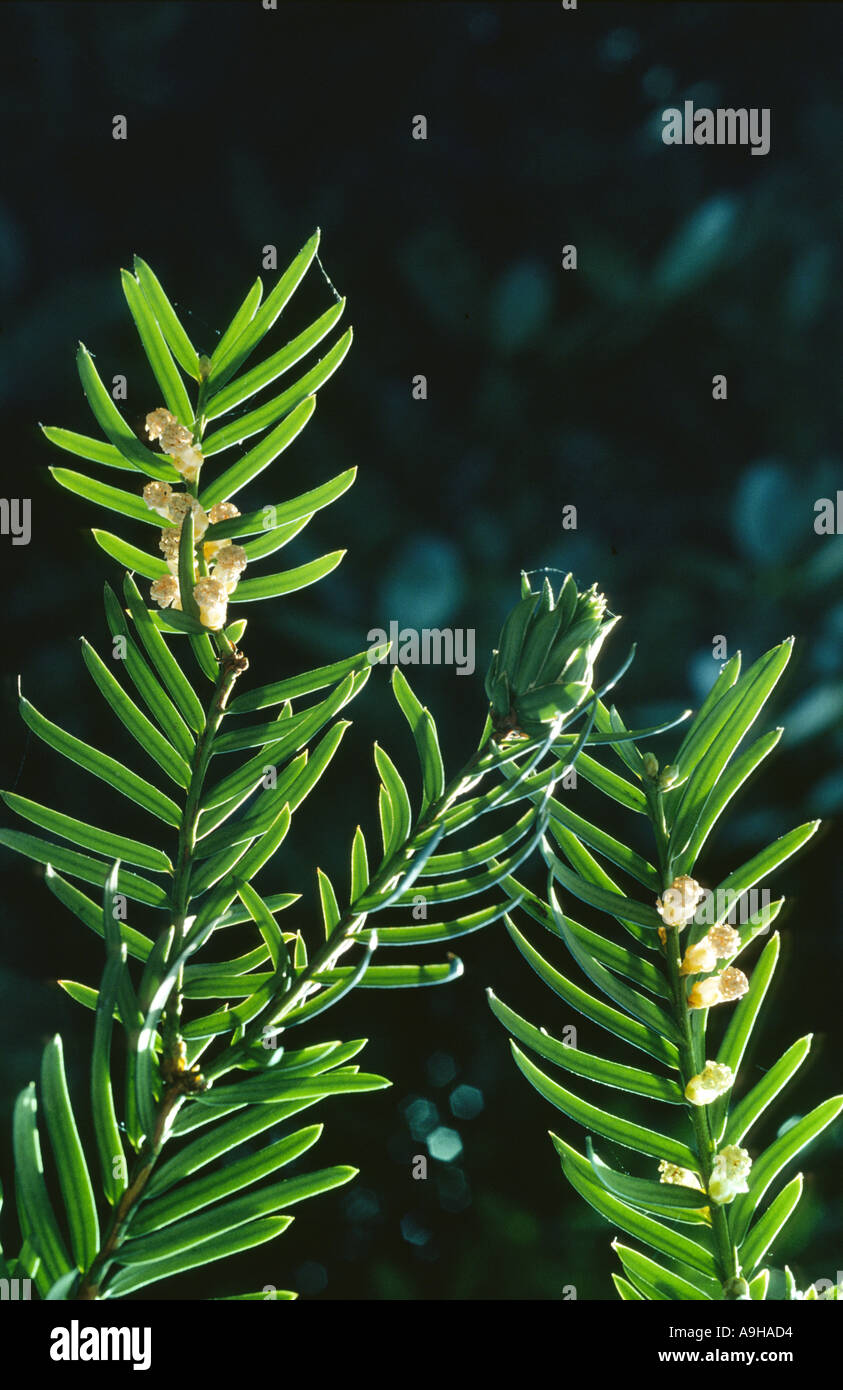 Yew tree uk detail hi-res stock photography and images - Alamy