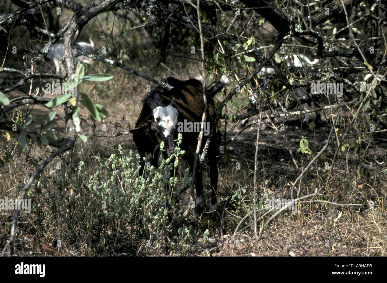 Goat Domestic Close up of goat browsing amongst trees shrubs Masai Mara ...