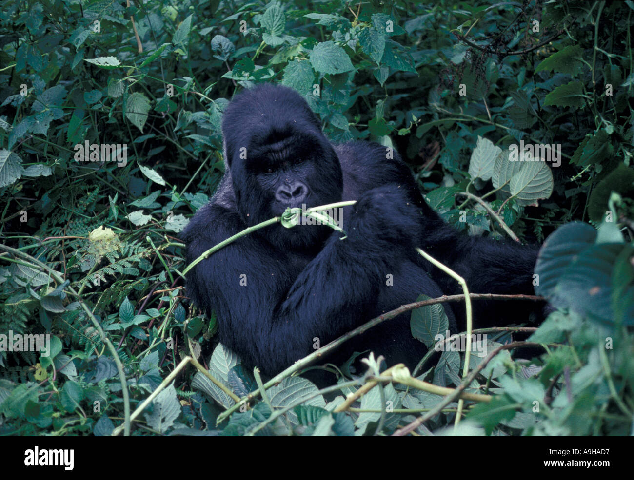 Mountain Gorilla Gorilla gorilla beringei Feeding East Zaire Stock ...