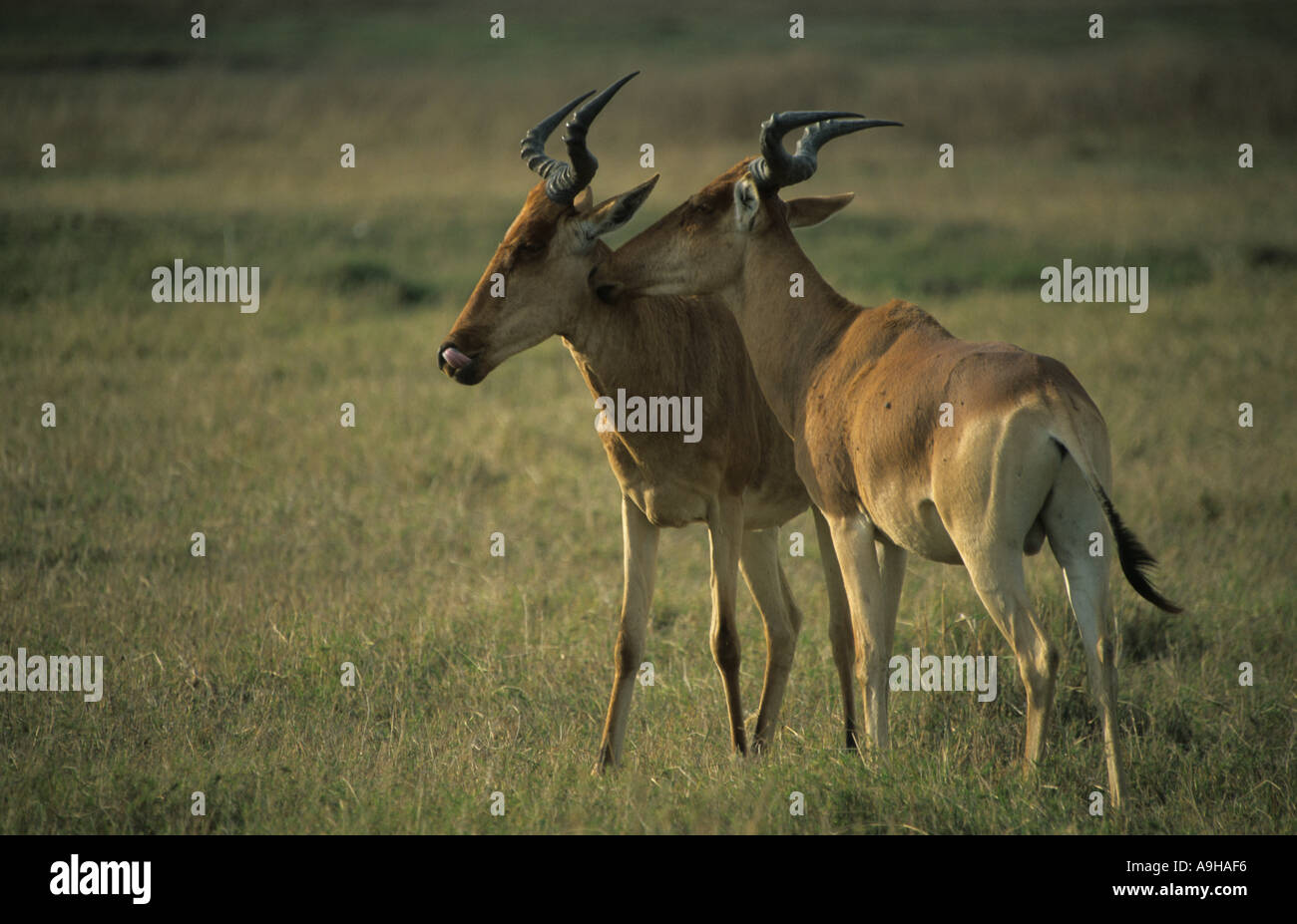 One is the other hi-res stock photography and images - Alamy