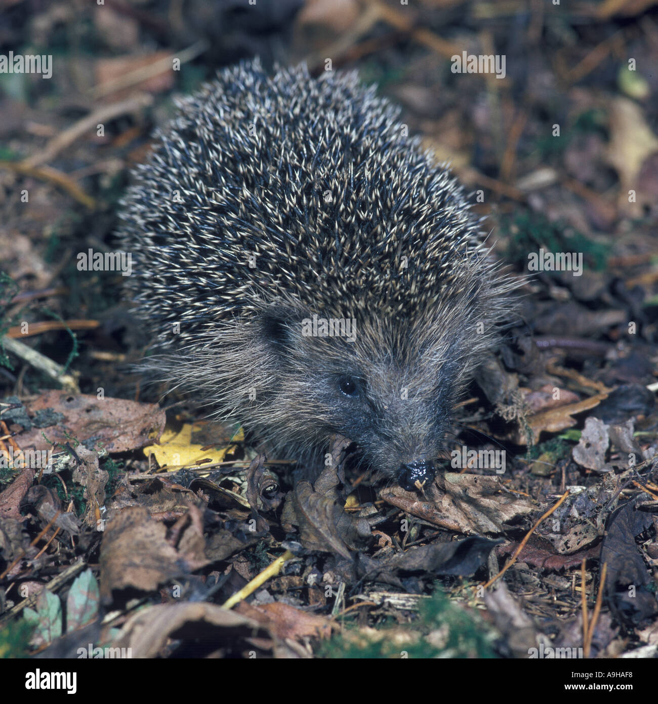 Woodland hedgehogs hi-res stock photography and images - Alamy