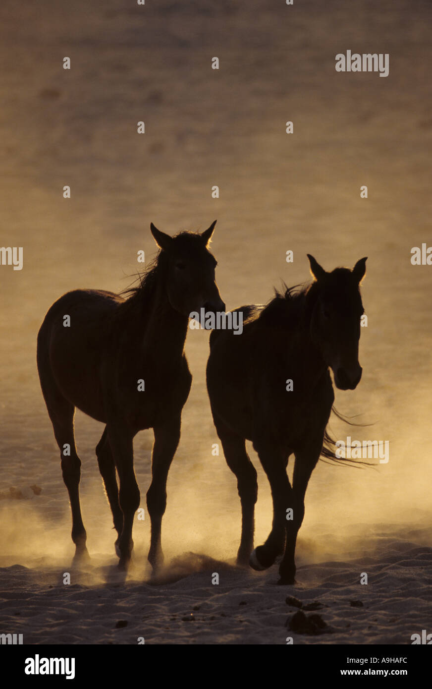 Horse Two Mustangs in the Namib Desert near the town of Aus Namibia ...
