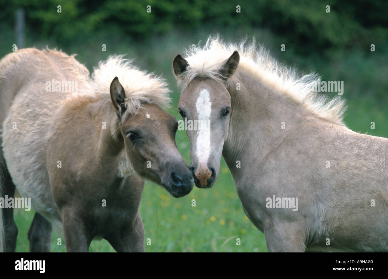 Barb Horse Equus Przewalskii Caballus High Resolution Stock Photography ...