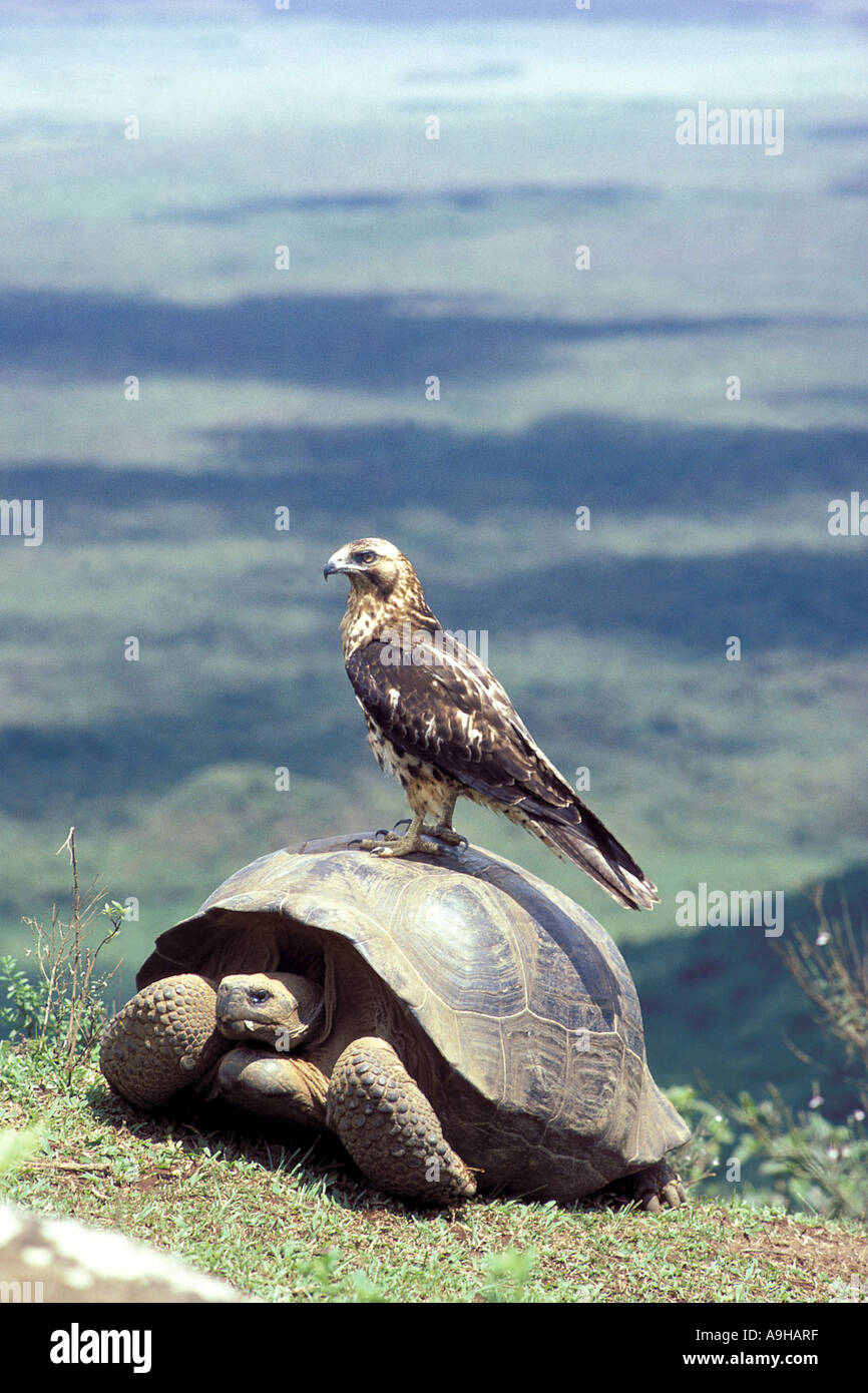 Tortoise galapagos hawk hi-res stock photography and images - Alamy