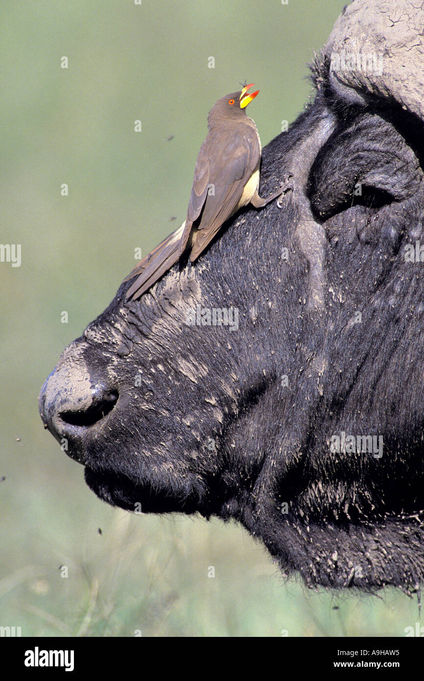 African buffalo (Syncerus caffer), oxpecker sitting on buffaloes head ...