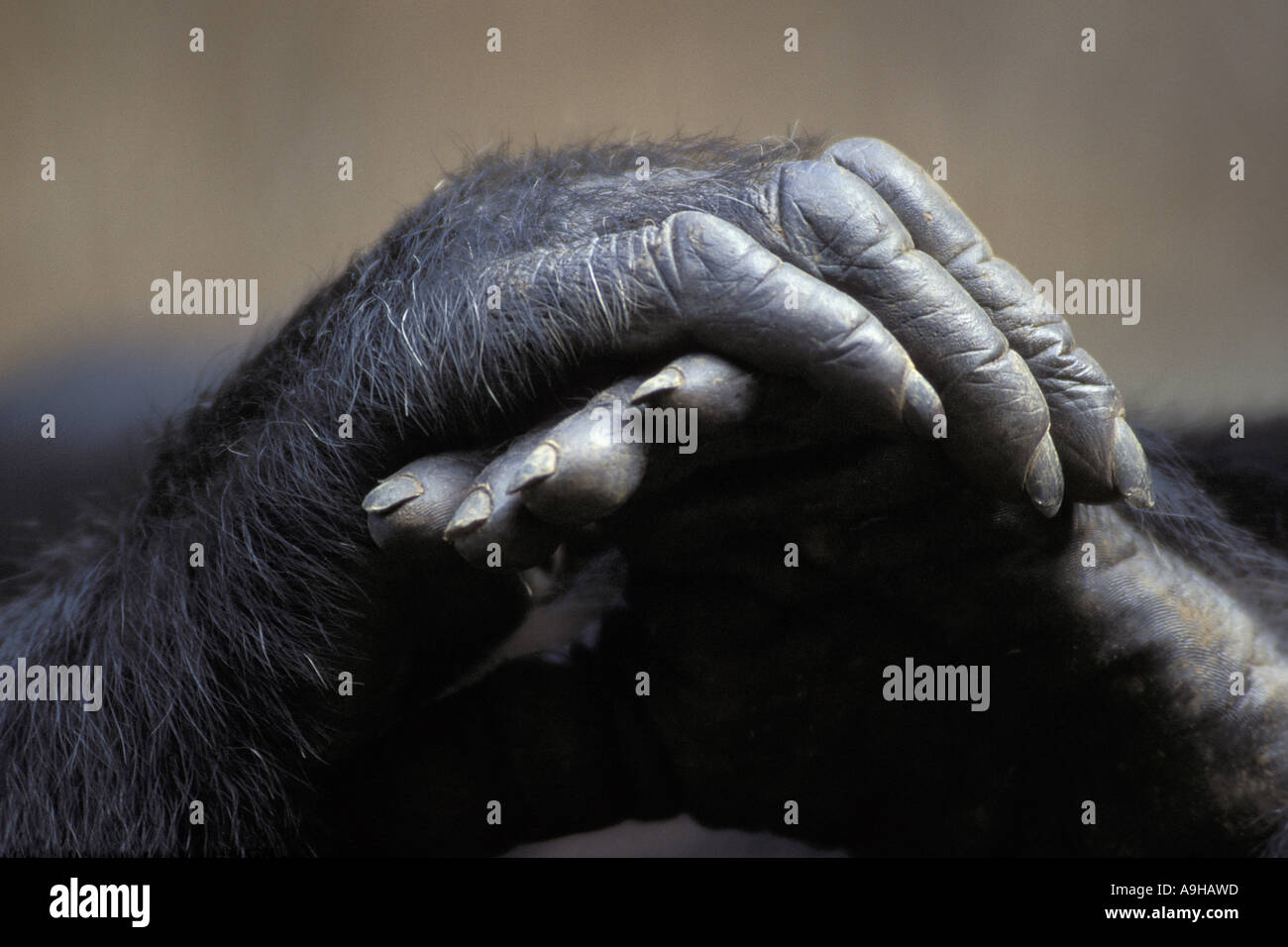 Chimpanzees hands hi-res stock photography and images - Alamy