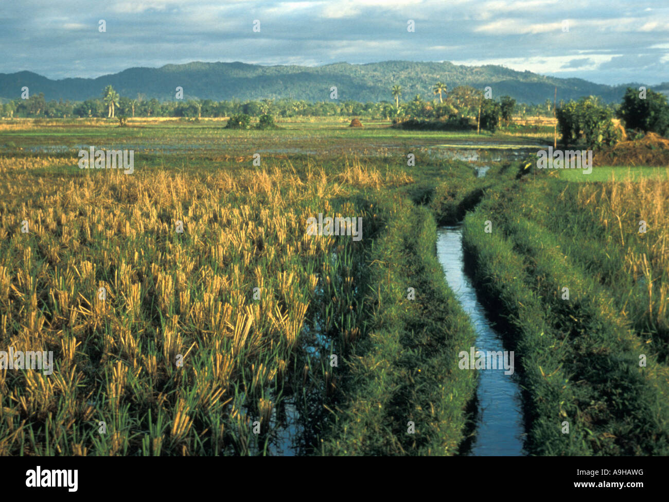 Rice fields rice paddy in northeast Madagascar 2001 Stock Photo - Alamy