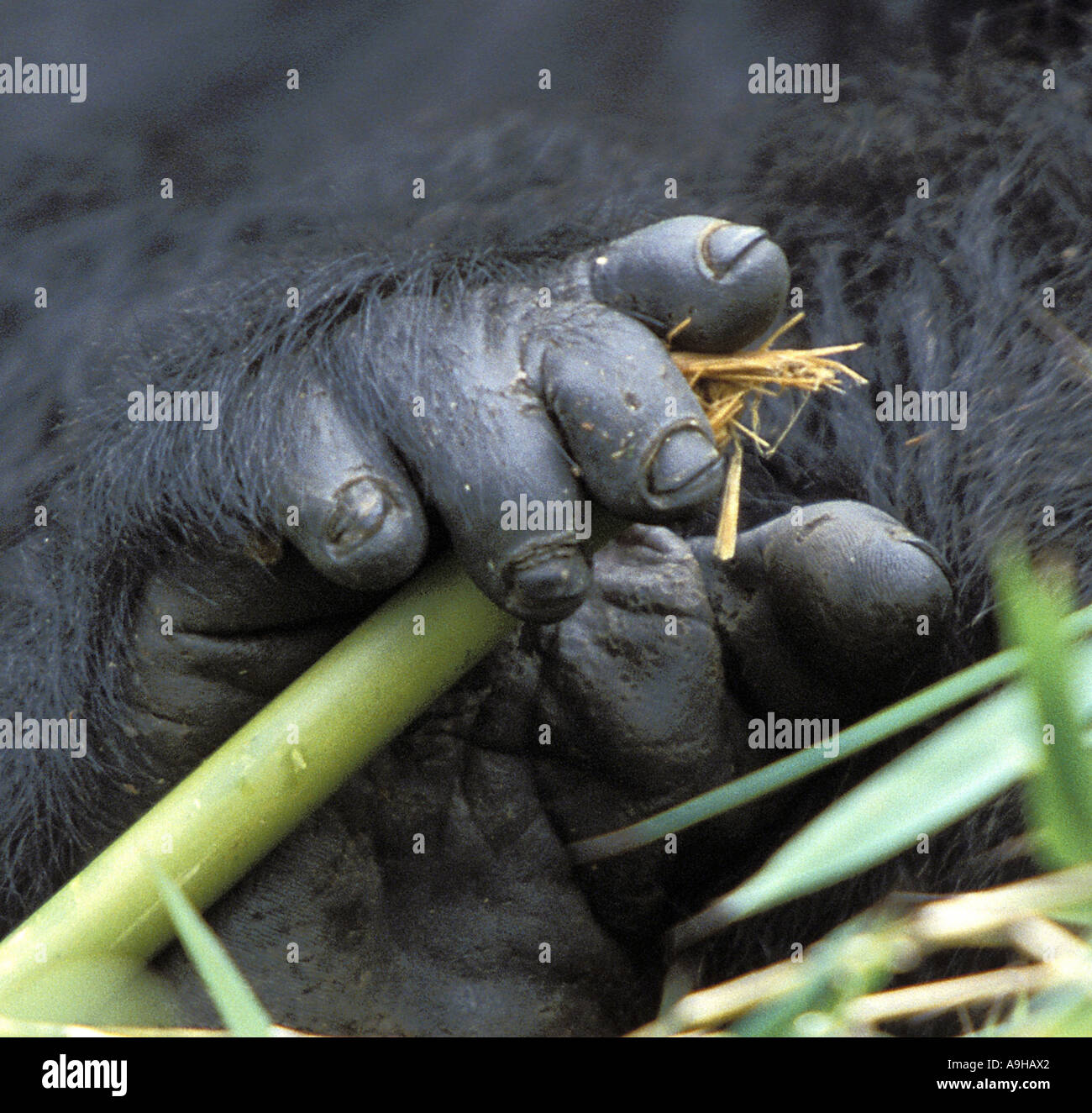 Monkey hands hi-res stock photography and images - Alamy