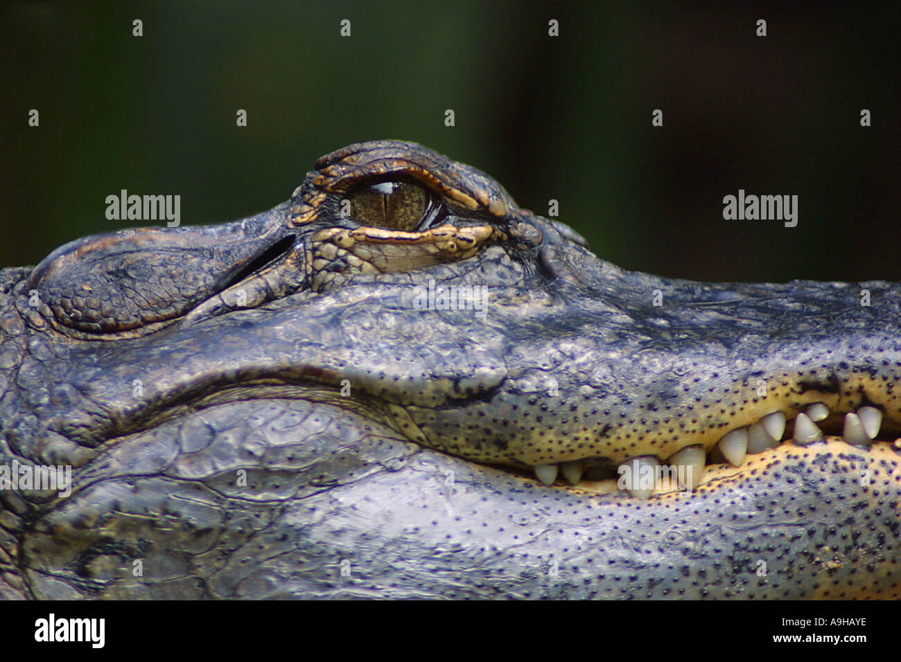 American alligator (Alligator mississippiensis), portrait, detail of ...
