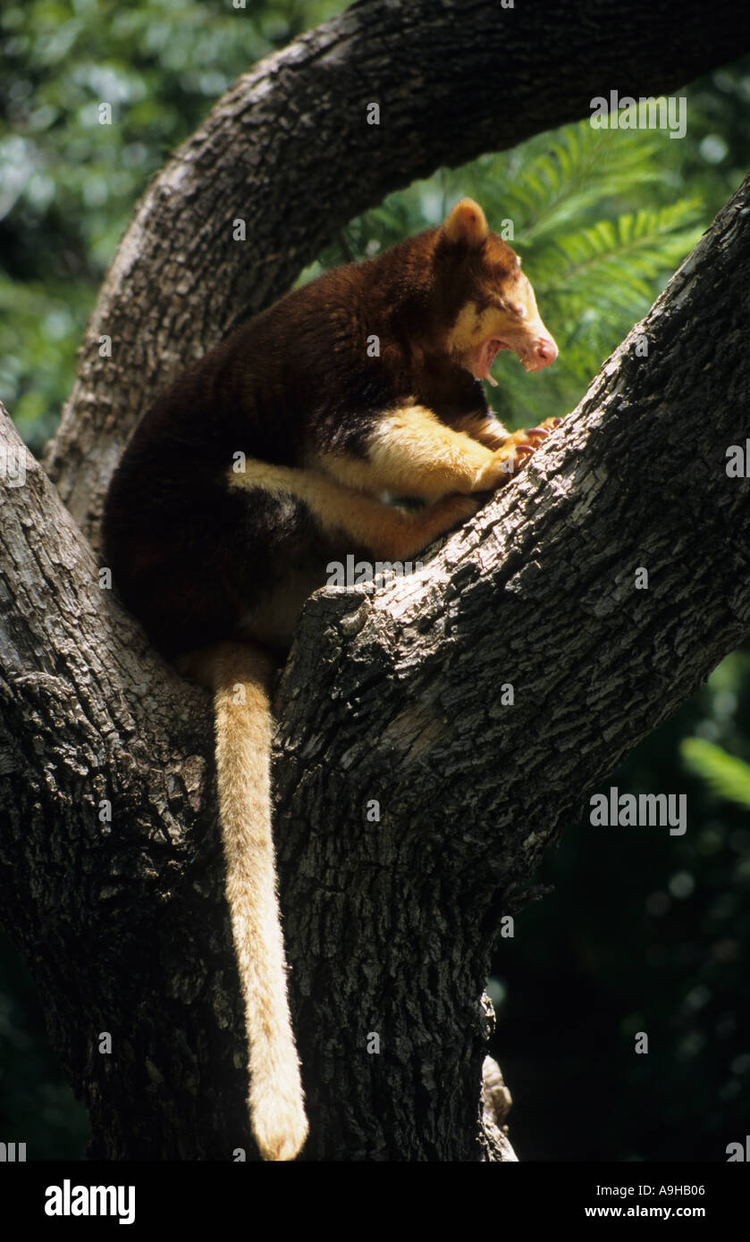 Matschies Tree Kangaroo Dendrolagus matschiei Resting in tree South ...